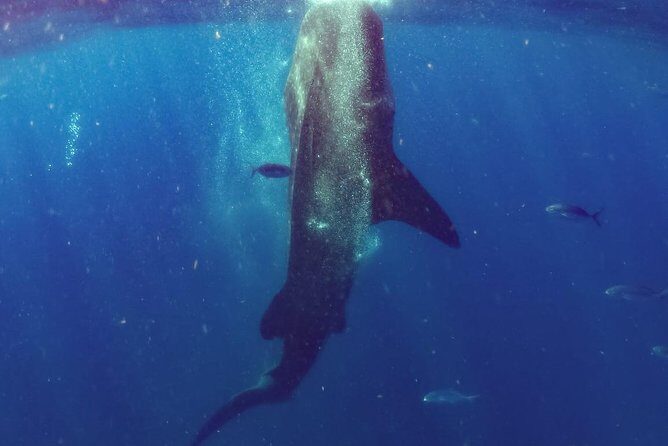 Whale Sharks Small-Group Tour in Cancun and Riviera Maya - What’s Included and What’s Not