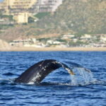 Whale Watch Cabo: Group Whale Watching Tour - FREE photos - Practical Details and Value