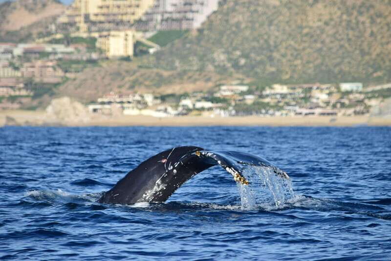 Whale Watch Cabo: Group Whale Watching Tour - FREE photos - Practical Details and Value