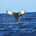 Whale Watch Cabo: Zodiac Whale Adventure - FREE Photos - The Itinerary and Experience in Detail