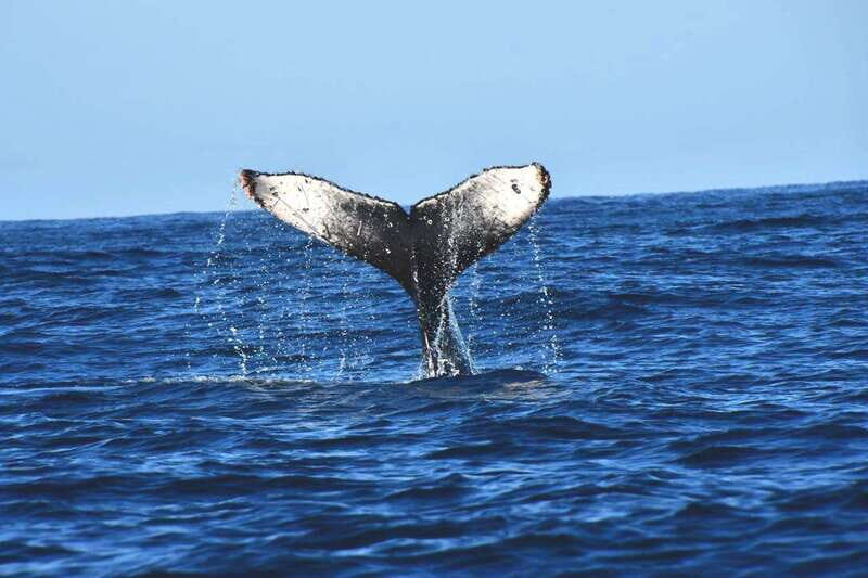 Whale Watch Cabo: Zodiac Whale Adventure - FREE Photos - The Itinerary and Experience in Detail