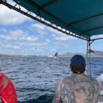 Whale watching - Why This Tour Works Well