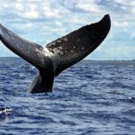 Whale Watching - FAQ: Common Questions Answered