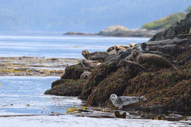 Whale Watching Adventure from Vancouver BC - Who Will Love This Tour?