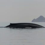 Whale Watching Adventure in Loretos Sea of Cortez - Detailed Itinerary Breakdown