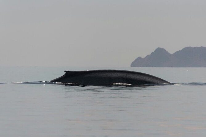 Whale Watching Adventure in Loretos Sea of Cortez - Detailed Itinerary Breakdown