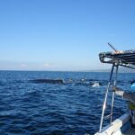 Whale Watching Adventure - leaded by marine biologist. - Authentic Insights from Reviews