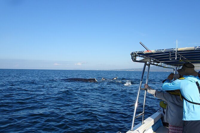 Whale Watching Adventure - leaded by marine biologist. - Authentic Insights from Reviews