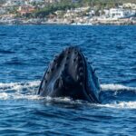 Whale Watching by Zodiac in Cabo San Lucas with Photos Included - Authentic Encounters and Reviews