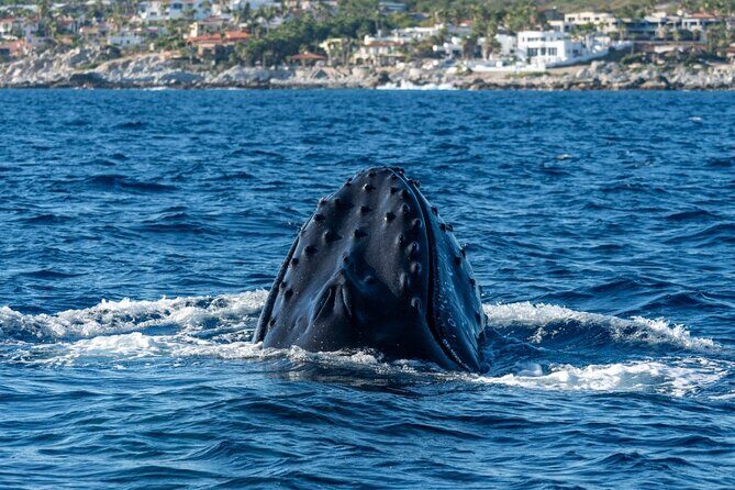 Whale Watching by Zodiac in Cabo San Lucas with Photos Included - Authentic Encounters and Reviews