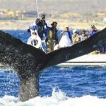 Whale Watching Cruise in Cabos San Lucas and Ground Transportation - Final Thoughts