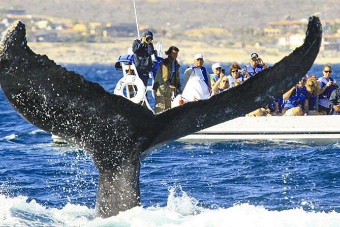 Whale Watching Cruise in Cabos San Lucas and Ground Transportation - Final Thoughts