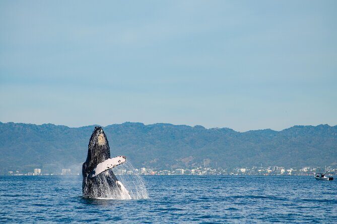 Whale Watching Cruise In Puerto Vallarta & Nuevo Vallarta - Why This Tour Offers Great Value