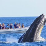 Whale Watching Experience - What the Price Gets You (and What It Doesn’t)