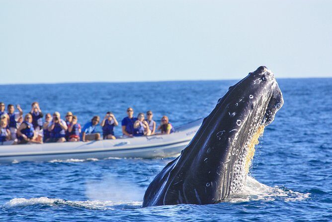 Whale Watching Experience - What the Price Gets You (and What It Doesn’t)