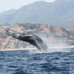 Whale Watching Group Tour in San Jose del Cabo - The Itinerary: What You Can Expect