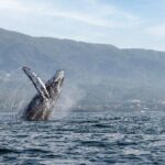 Whale Watching Guaranteed Experience in Puerto Vallarta - Why We Think This Tour Is a Good Deal
