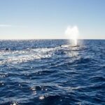 Whale Watching in Cabo San Lucas on board our Luxury Trimaran! - The Sum Up