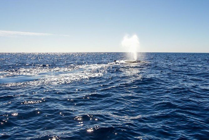 Whale Watching in Cabo San Lucas on board our Luxury Trimaran! - The Sum Up