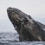 Whale Watching in La Paz  Gray Whale Encounter - Why This Tour Offers Good Value