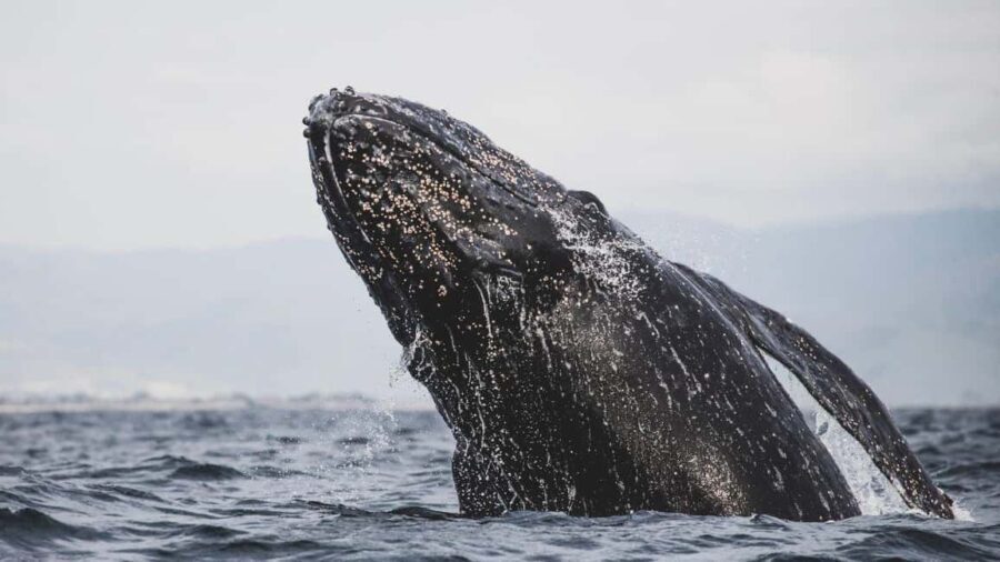 Whale Watching in La Paz  Gray Whale Encounter - Why This Tour Offers Good Value