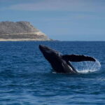Whale Watching in San Jose del Cabo - The Itinerary and What You Can Expect