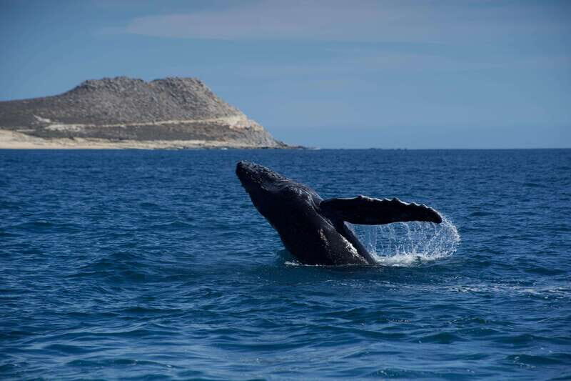 Whale Watching in San Jose del Cabo - The Itinerary and What You Can Expect