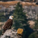 Whale Watching Nanaimo Open Boat Tour - What to Expect from the Tour