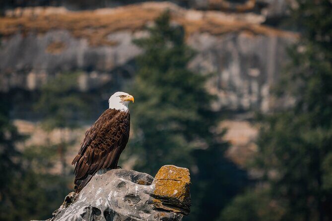 Whale Watching Nanaimo Open Boat Tour - What to Expect from the Tour