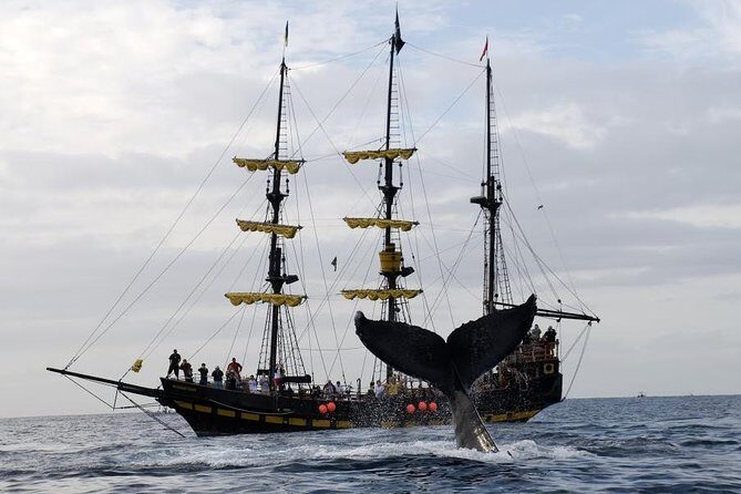 Whale-Watching Pirate Ship Cruise in Los Cabos - The Sum Up