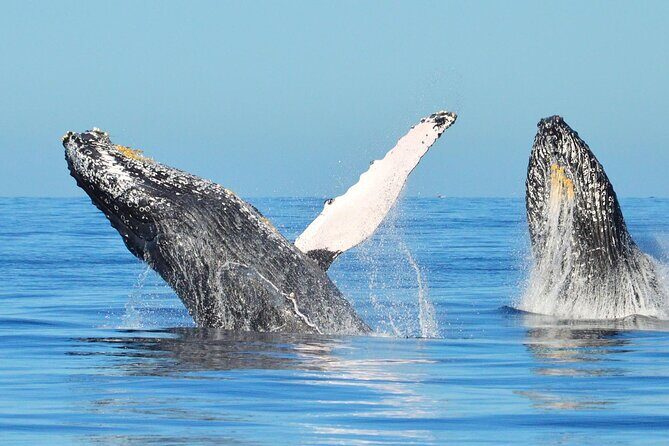Whale Watching & Snorkeling Private Yacht Tour Cabo with Food & Drinks - The Realities: What to Keep in Mind