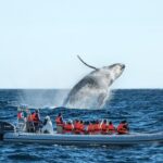 Whale Watching, The Famous Arch and Fast Boat Tour in Los Cabos - Key Points