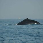 Whale watching tour - What to Expect During Your Trip