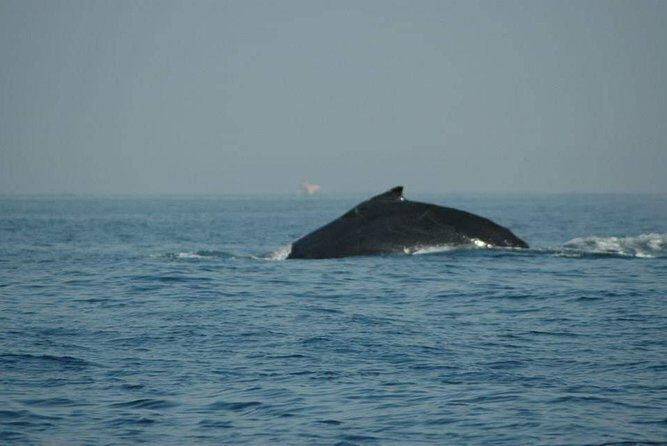 Whale watching tour - What to Expect During Your Trip