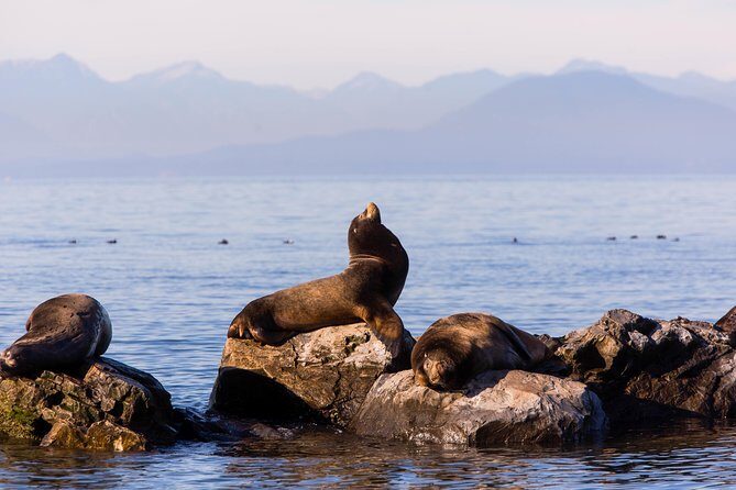 Whale-Watching Tour from Vancouver - The Experience: What Travelers Are Saying