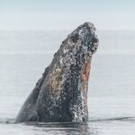 Whale Watching Tour in a Zodiac Boat in Victoria - The Itinerary: A Typical Day on the Water