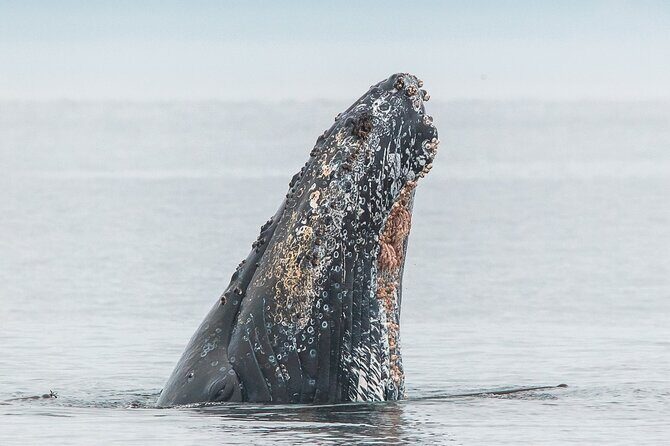 Whale Watching Tour in a Zodiac Boat in Victoria - The Itinerary: A Typical Day on the Water