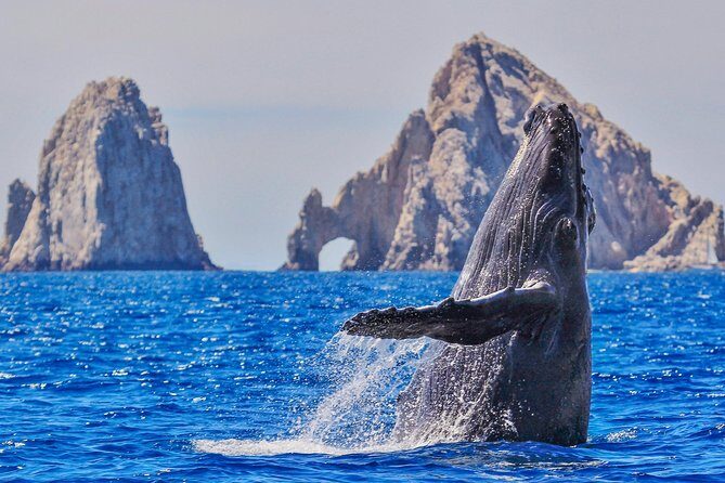 Whale Watching Tour in Glass Bottom Boat (VisitA Cabo) - Why You’ll Love This Tour