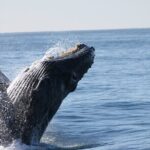 Whale Watching Tour in Los Cabos - The Itinerary: What You Can Expect