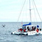 Whale Watching Tour in Los Cabos - Final Thoughts