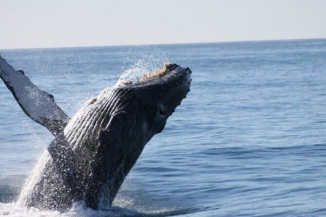 Whale Watching Tour in Los Cabos - The Itinerary: What You Can Expect