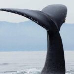 Whale Watching Tour in Puerto Vallarta - Detailed Review of the Whale Watching Experience