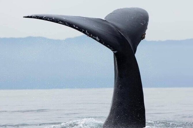 Whale Watching Tour in Puerto Vallarta - Detailed Review of the Whale Watching Experience
