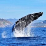 Whale Watching Tour -Incl FREE photos - What Reviewers Are Saying