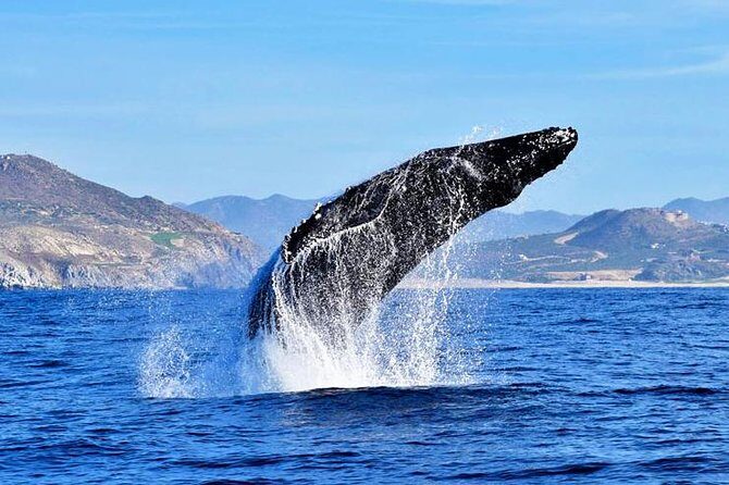 Whale Watching Tour -Incl FREE photos - What Reviewers Are Saying