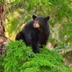 Whistler: Afternoon Bears Spotting Tour in Land Rover - FAQ About the Whistler Black Bear Tour