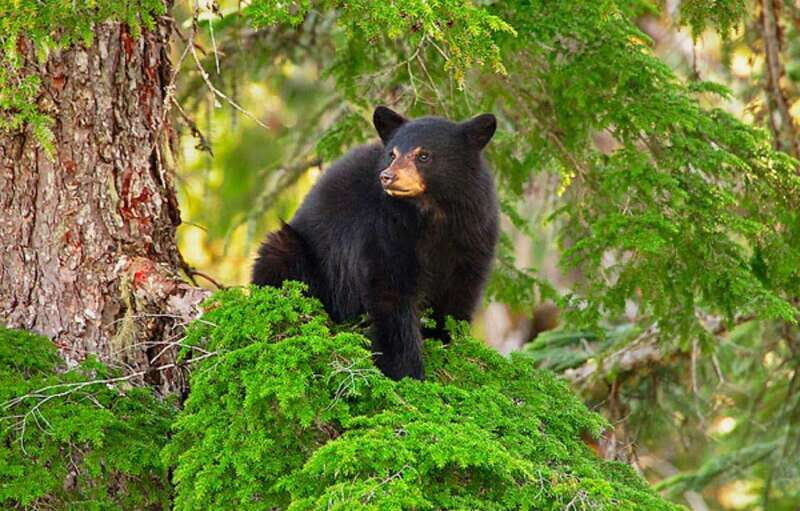 Whistler: Afternoon Bears Spotting Tour in Land Rover - FAQ About the Whistler Black Bear Tour