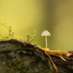 Whistler: Tour, Sensory Nature Experience for Families - Who Will Love This Tour?