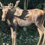 Whittier to Anchorage Sightseeing with Wildlife Tour - Authenticity and Real Experiences