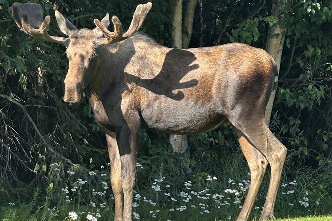 Whittier to Anchorage Sightseeing with Wildlife Tour - Authenticity and Real Experiences